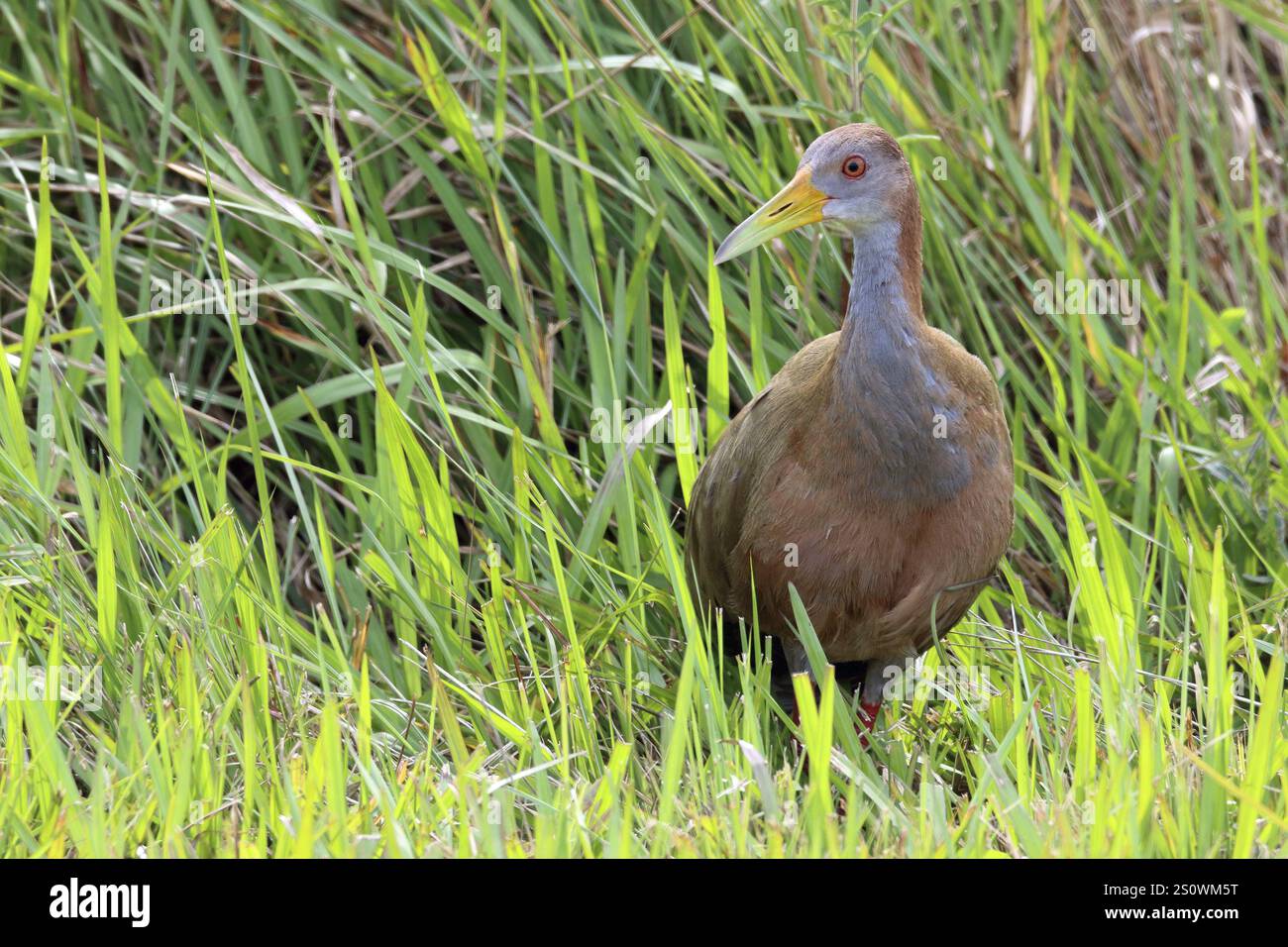 Giant wood rails hi-res stock photography and images - Alamy