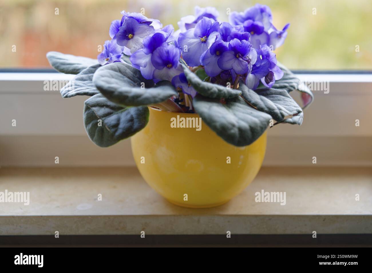 Saintpaulia windowsill hi-res stock photography and images - Alamy