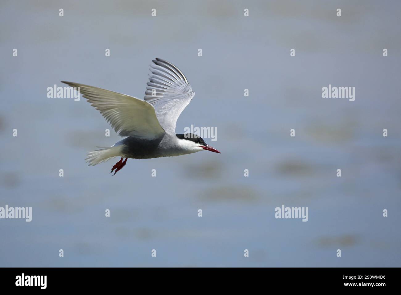White bearded tern hi-res stock photography and images - Alamy