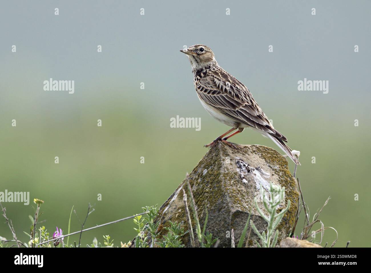 Skylark, Alauda arvensis Stock Photo - Alamy