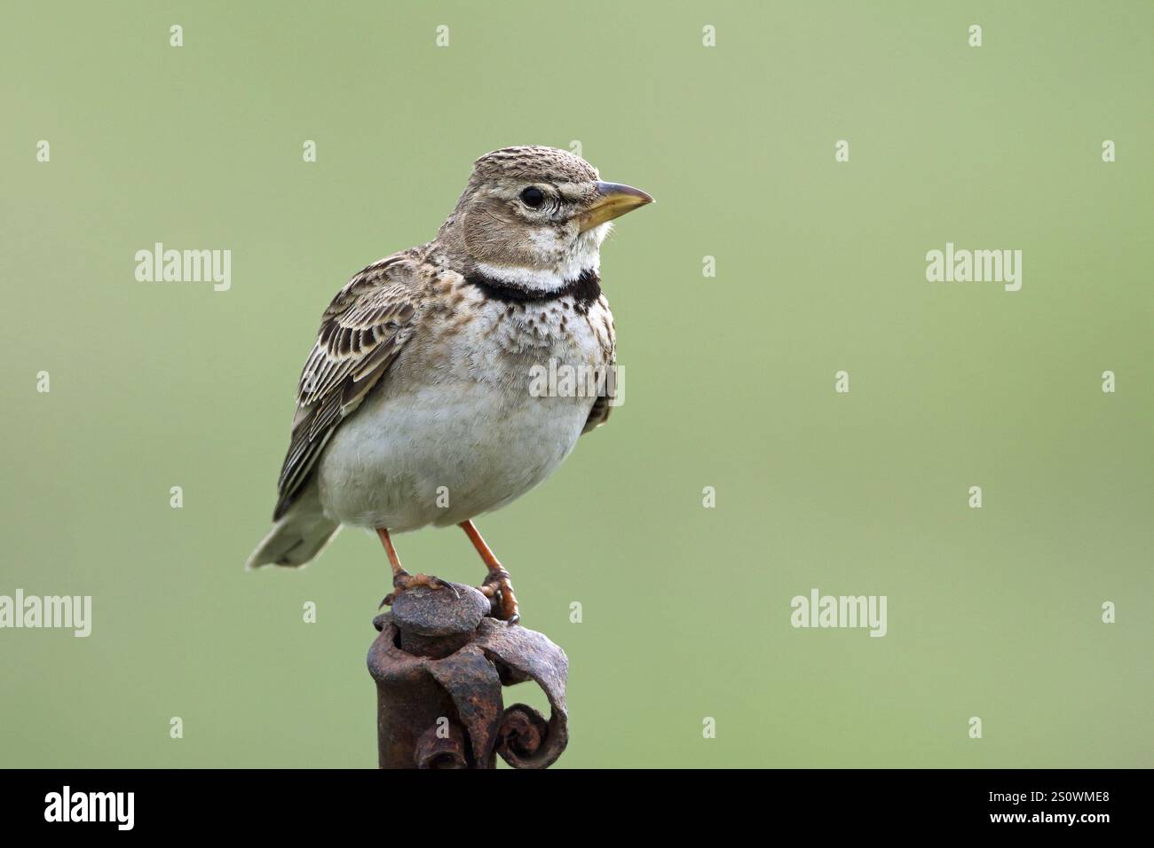 Calender lark, Melanocorypha calandra Stock Photo - Alamy