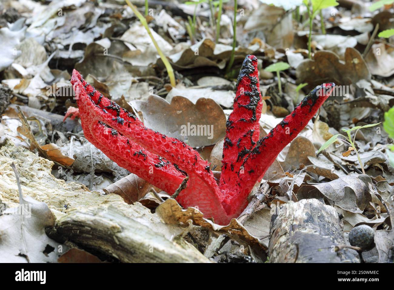 Cuttlefish mushroom, Clathrus archeri Stock Photo - Alamy