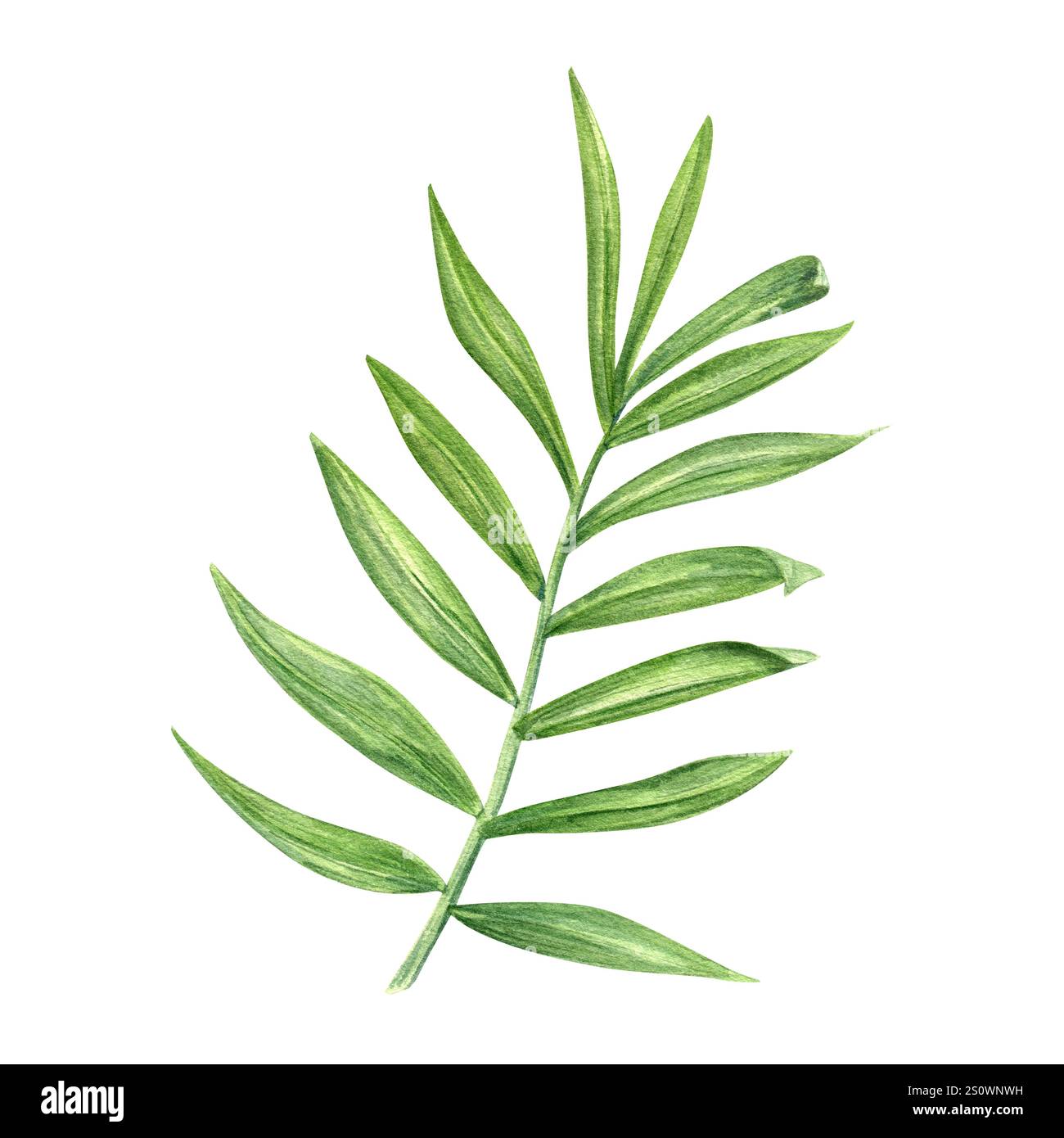 Tropical green areca palm branch with elongated leaves watercolor hand ...