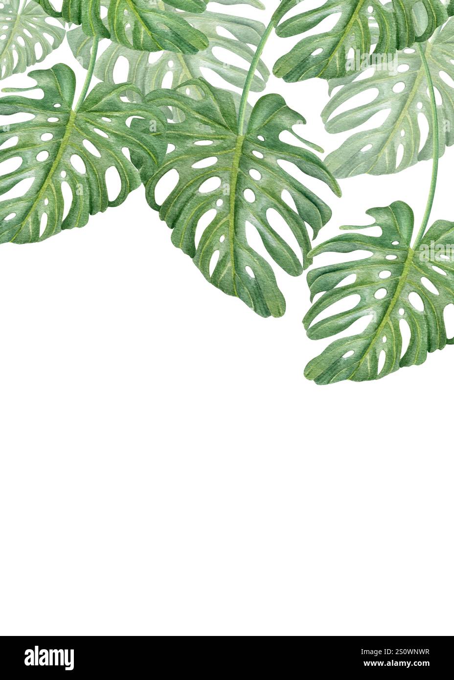 Tropical realistic green monstera leaves watercolor illustration ...