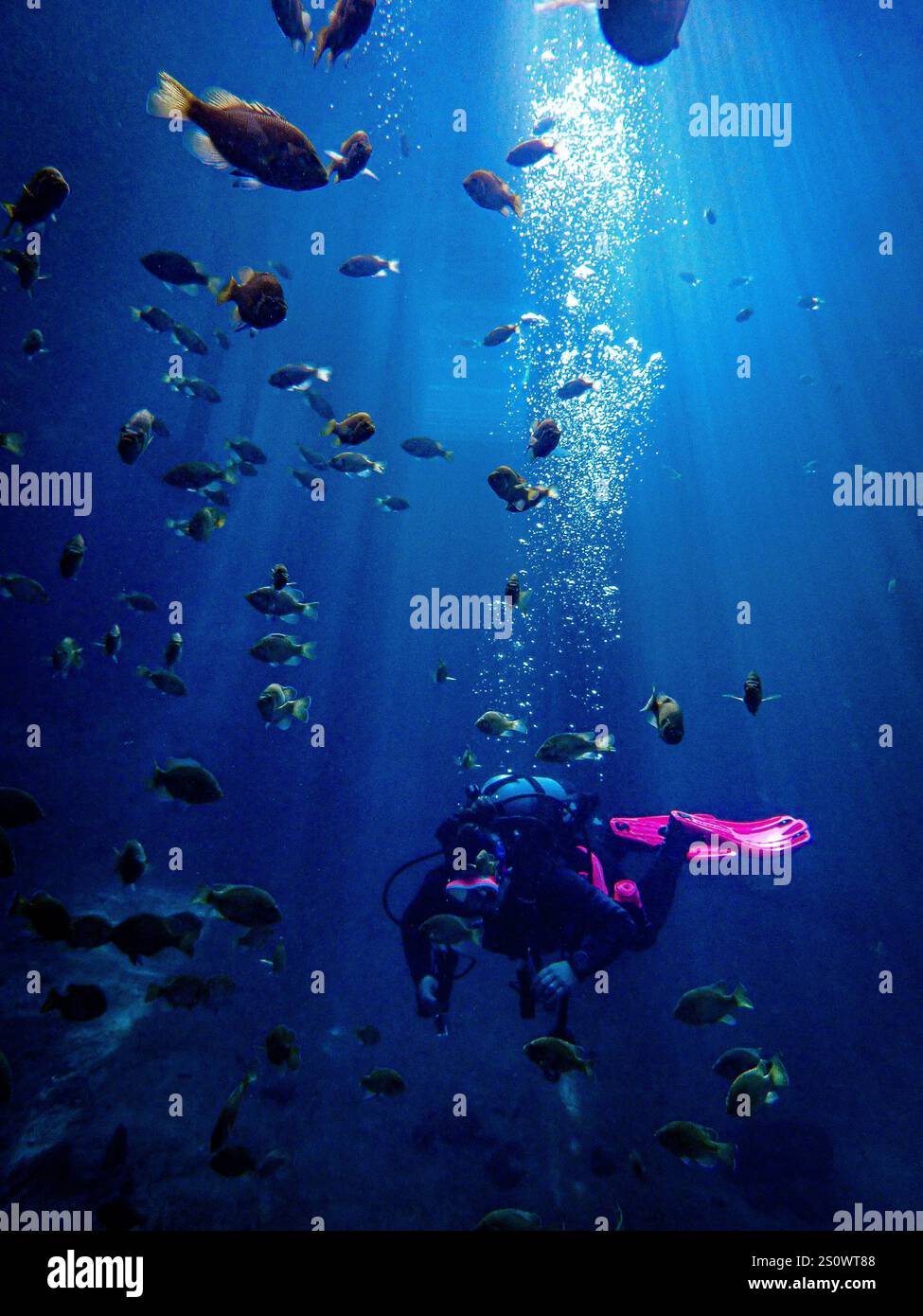 A woman scuba diver swims through a school of bluegill sunfish at Blue ...