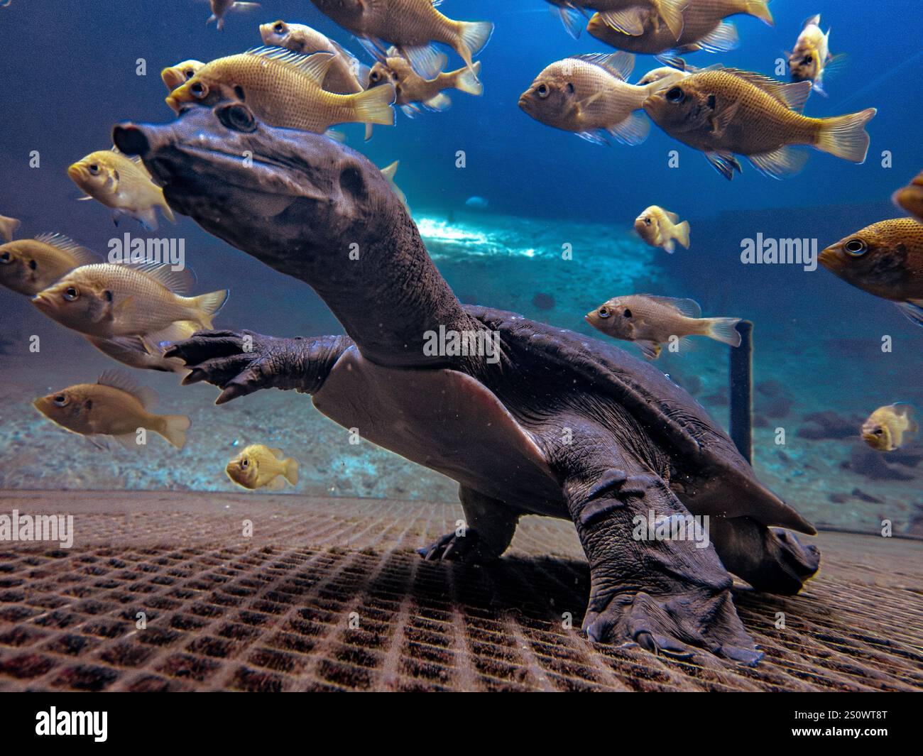 Virgil the Turtle sits on a platform surrounded by bluegill at Blue ...