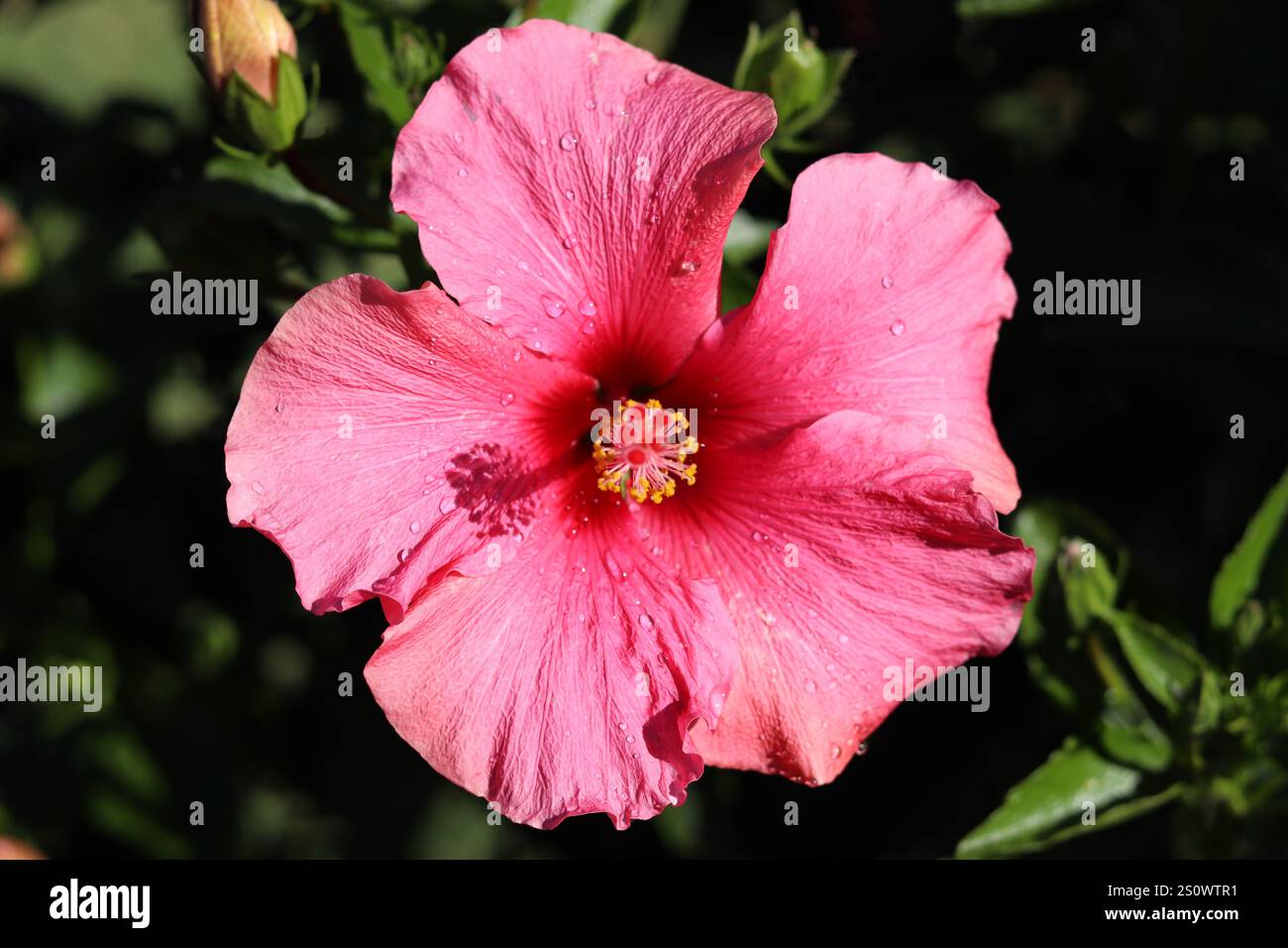 Pincher spring hi-res stock photography and images - Alamy