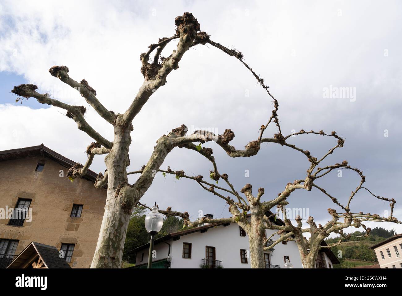Pruned plane trees line Simon Bolibar Plaza in Ziortza-Bolibar, Basque ...