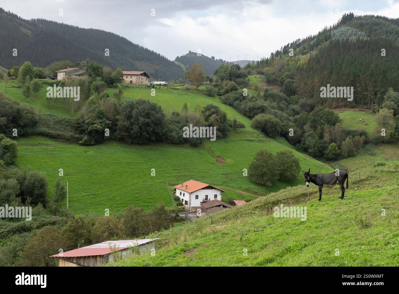 A burro grazes along the Camino del Norte near the village of Ziortza ...