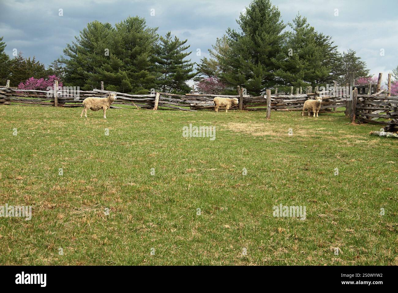 Hardy, VA, USA. Livestock on the grounds of Booker T. Washington ...