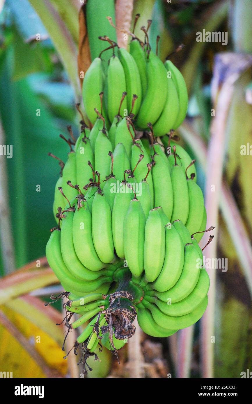 Bunch of bananas Stock Photo - Alamy
