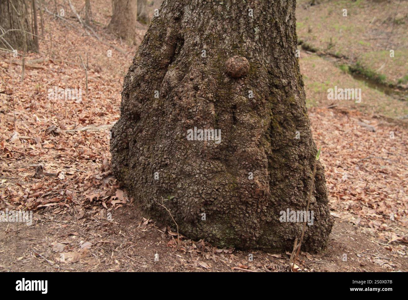 Large burl at the base of a tree Stock Photo - Alamy