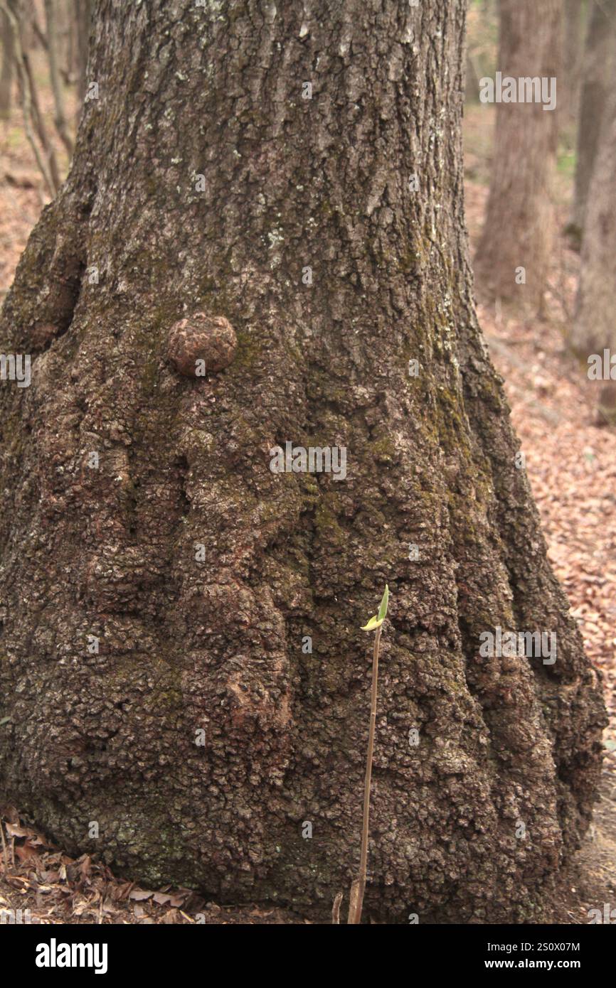 Tree bulbous trunk hi-res stock photography and images - Alamy
