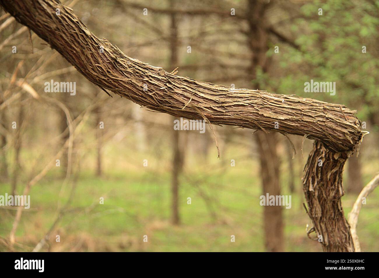 Virginia, USA. The twining stem of a Lonicera japonica Stock Photo - Alamy