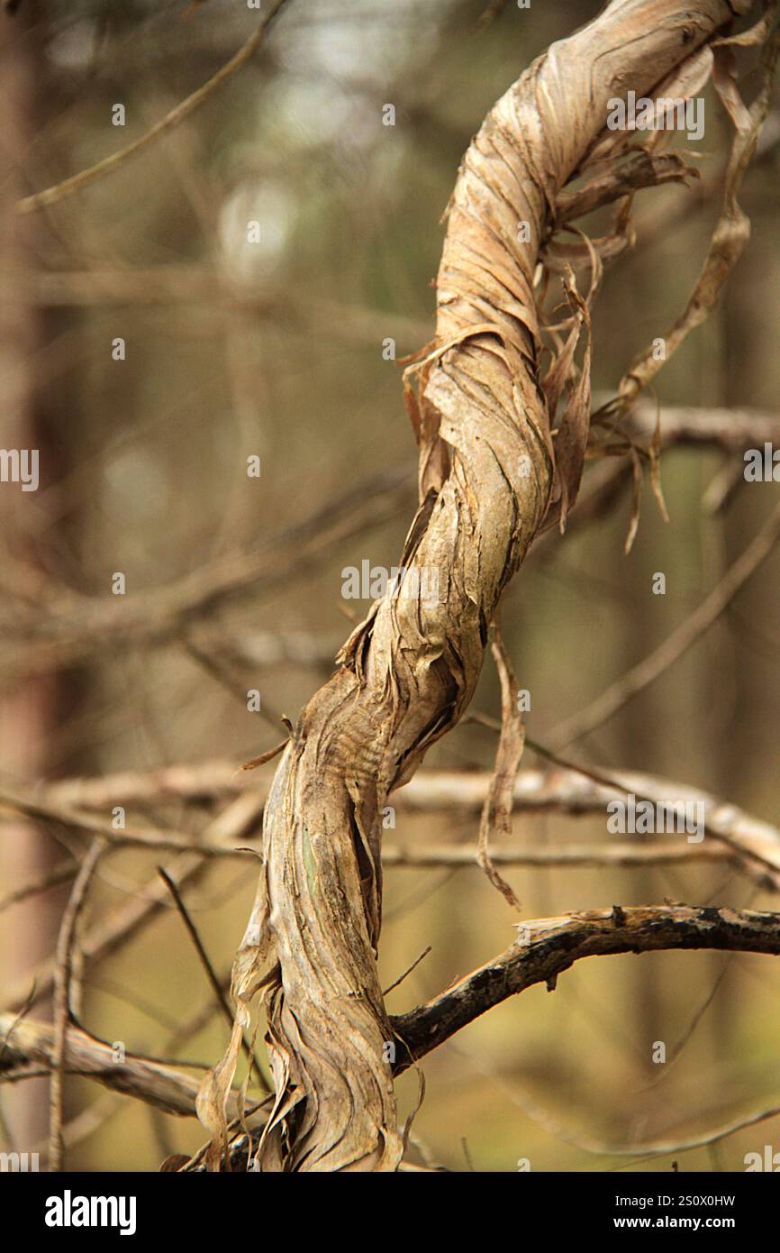 Virginia, USA. The twining stem of a Lonicera japonica Stock Photo - Alamy