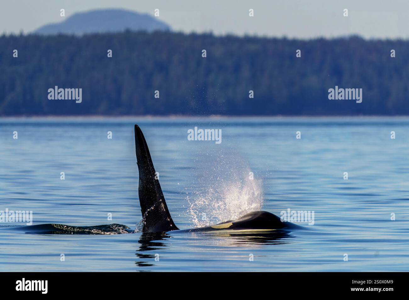 Big male northern resident killer whale (Orcinus orca) surfacing near ...