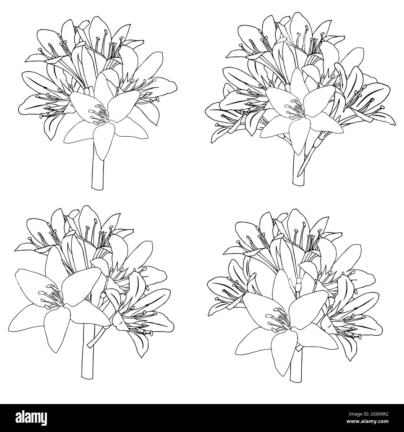 Set of lily bouquets in doodle style. Vector illustration isolated on white background Stock ...