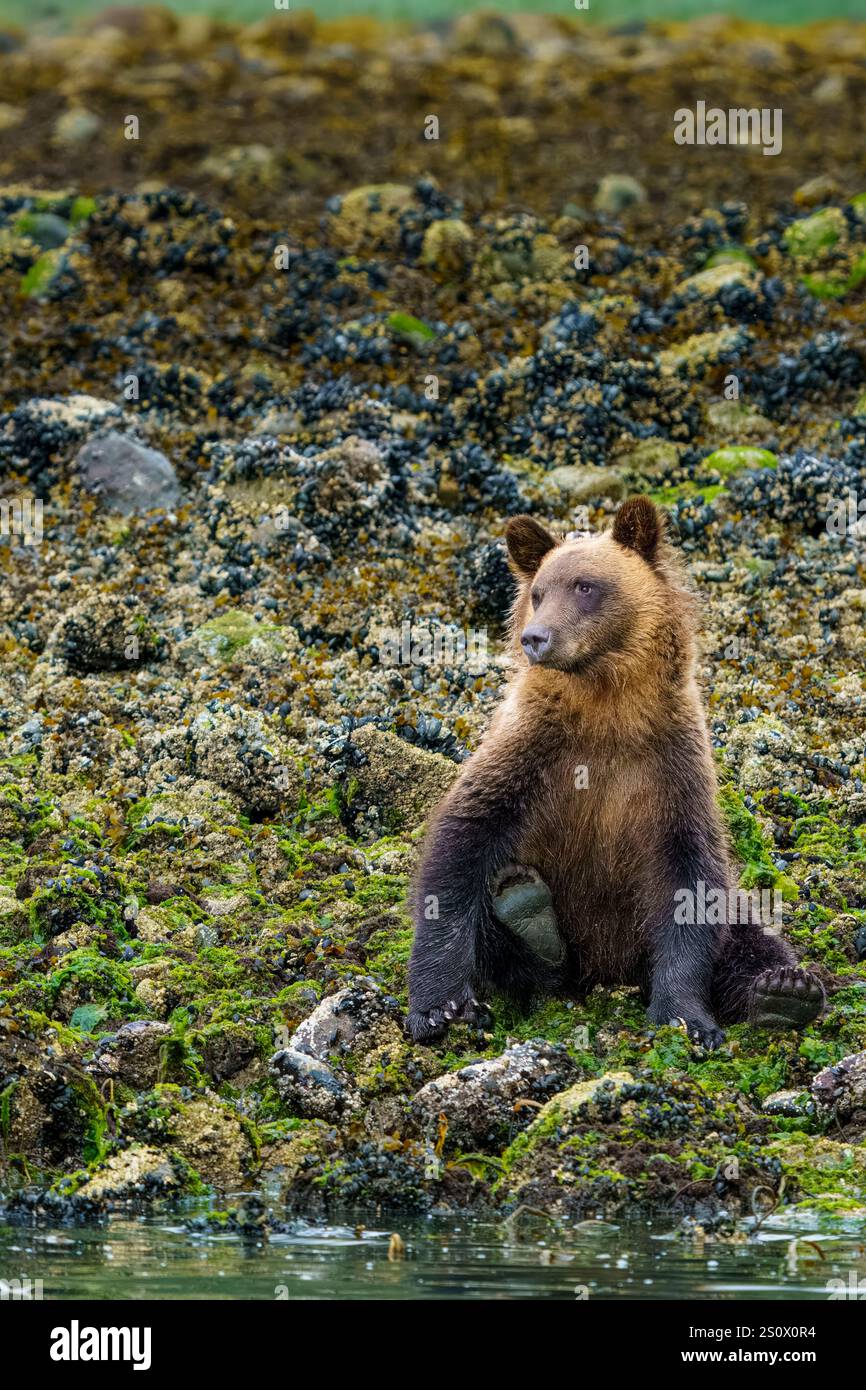 Grizzly bear cub sitting along the low tide line in Knight Inley ...