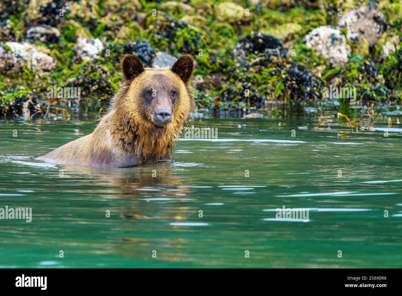 Grizzly bear cub having a bath at low tide in Lull Bay, Traditional ...