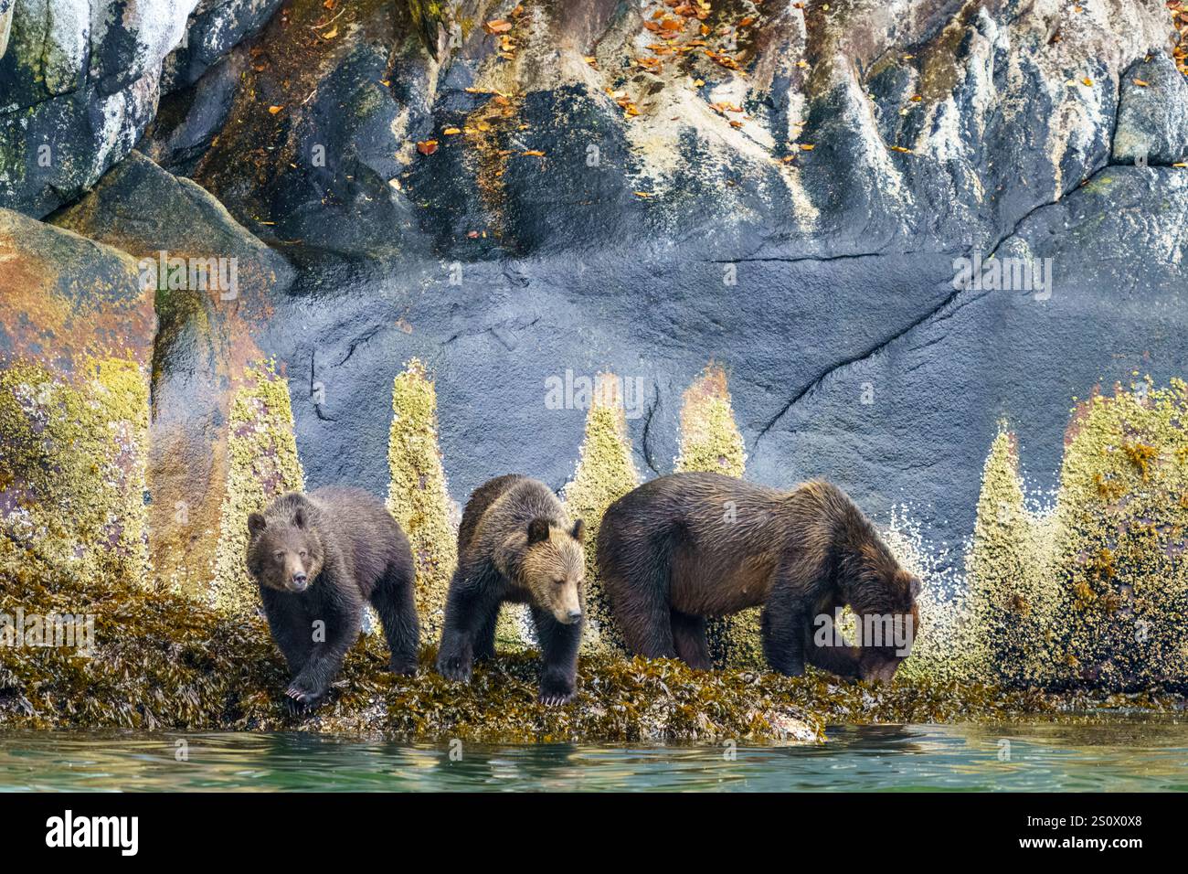 Grizzly bear sow with two cubs near Rough Point in Knight Inlet ...