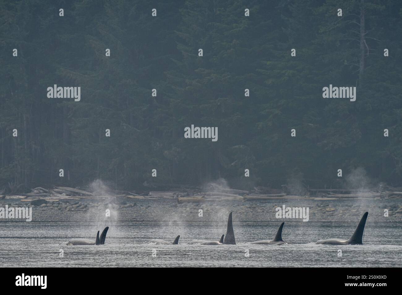 A pod of northern resident killer whales (Orcinus orca) swimming along ...