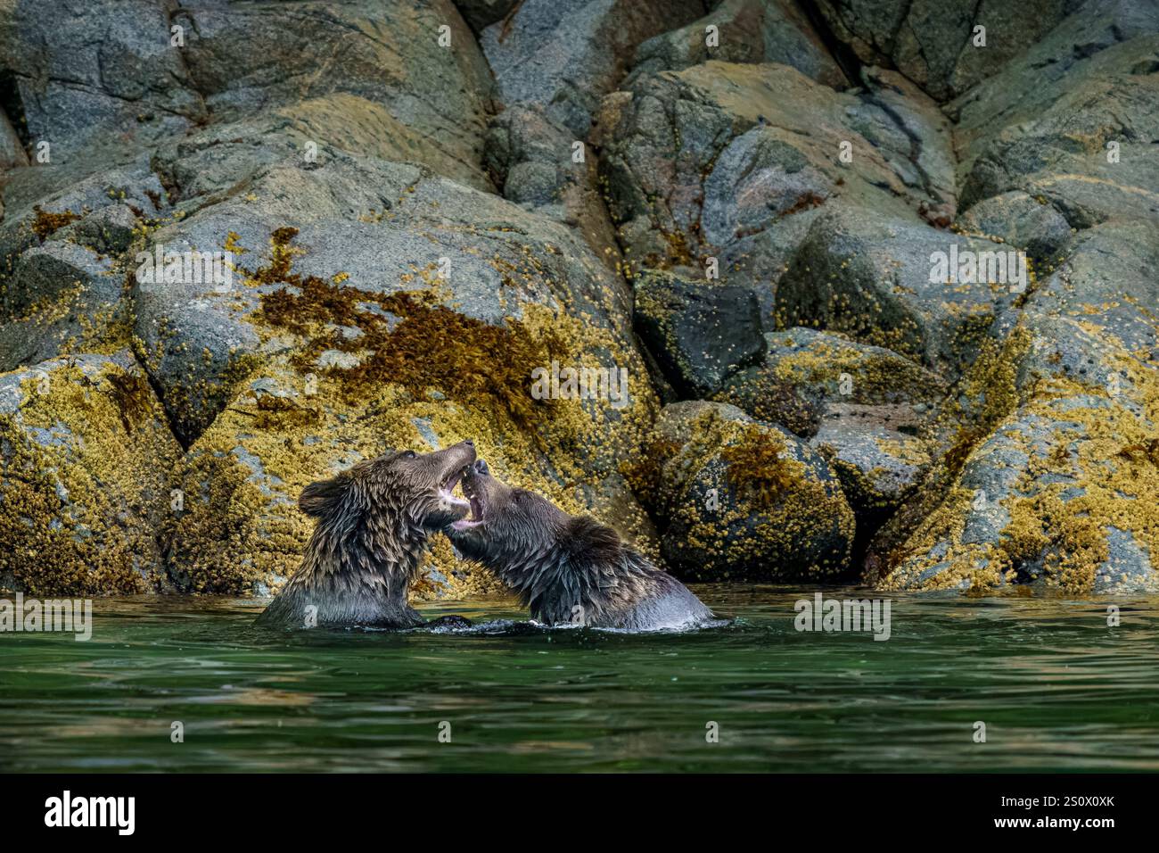 Two 2 year old grizzly bear cubs playing and fighting close to the ...