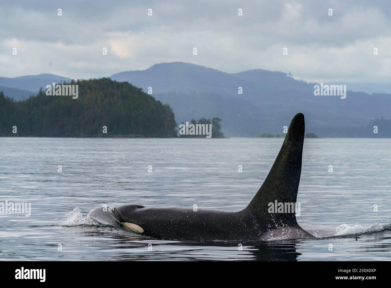 Male killer whale (Orcinus orca) surfacing within beautiful scenery ...