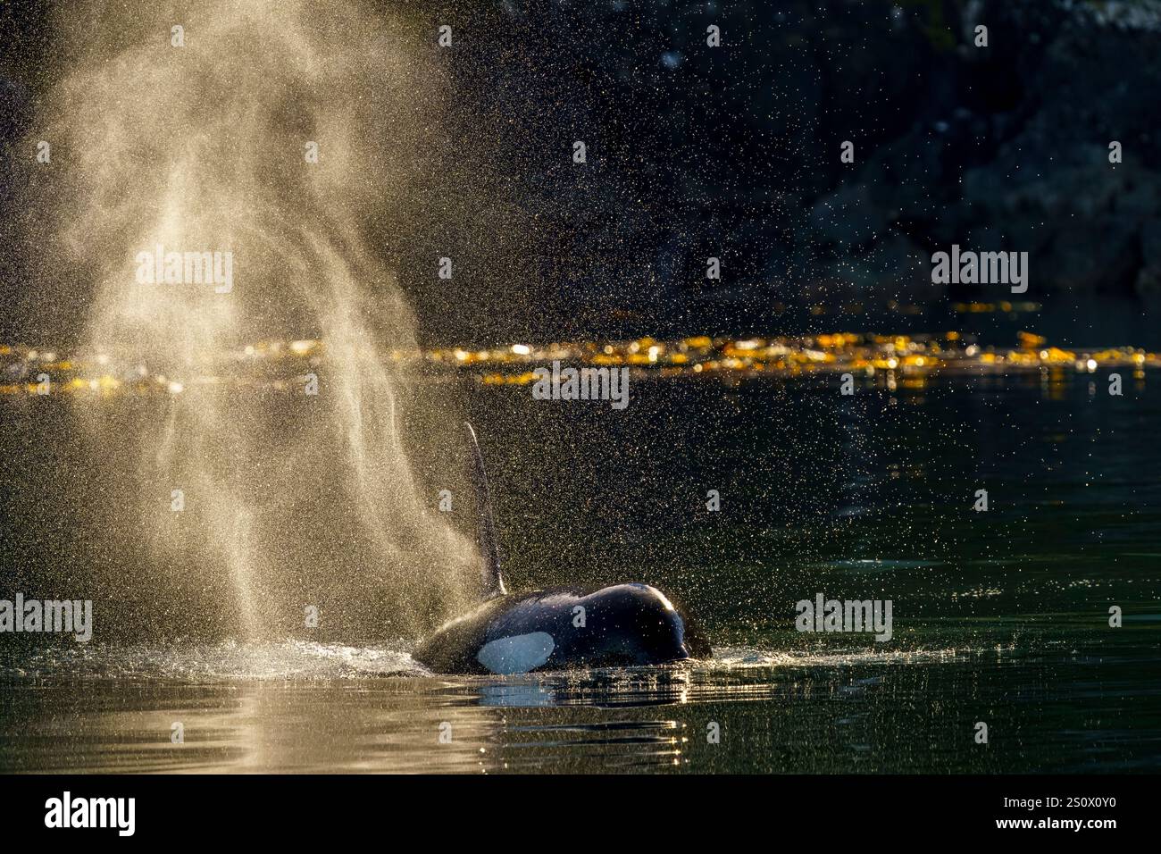 Northern resident killer whale (Orcinus orca) with beautiful mist along ...