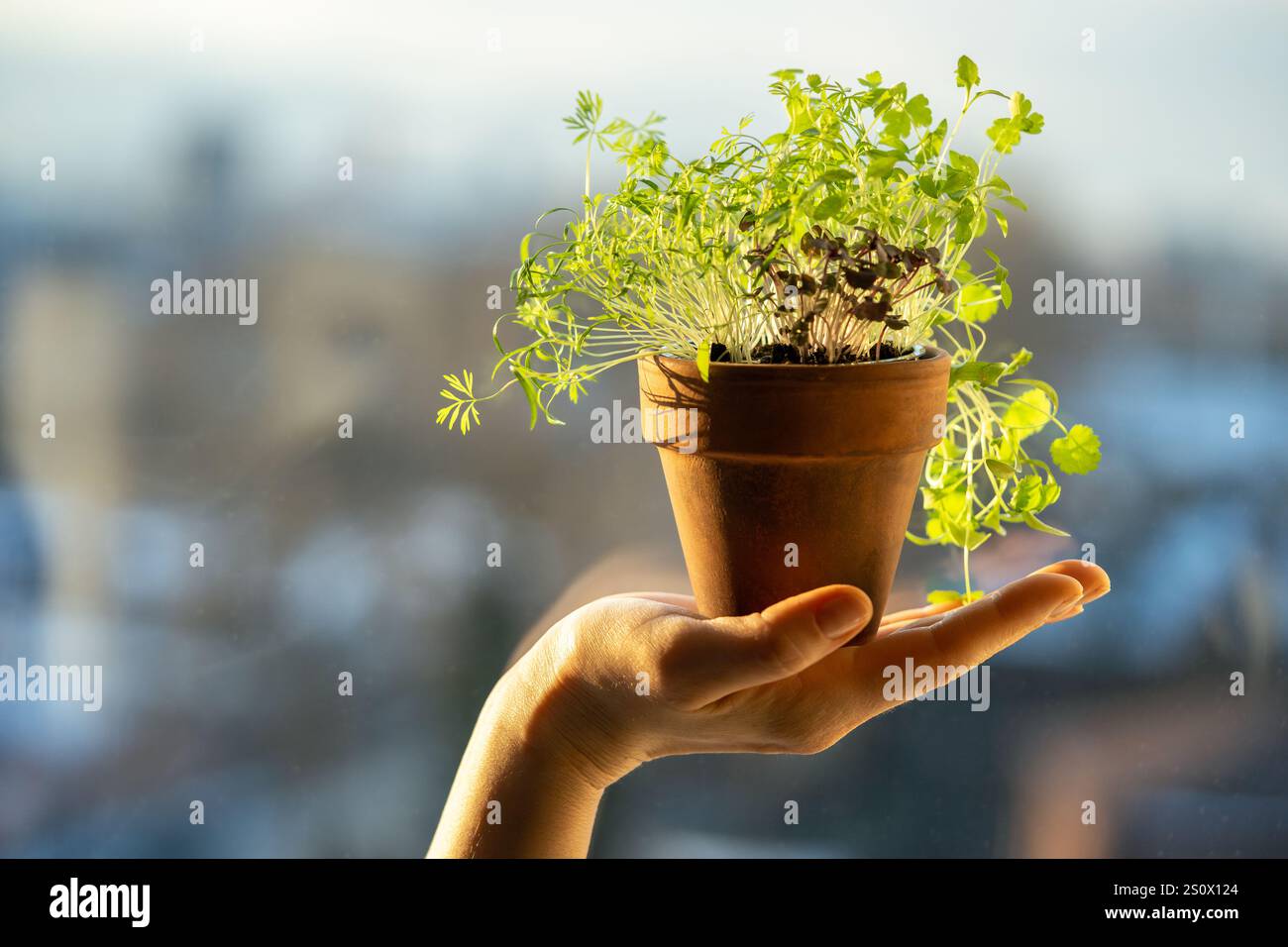 Basil dill cilantro parsley in one pot in woman hand. Winter growing at ...