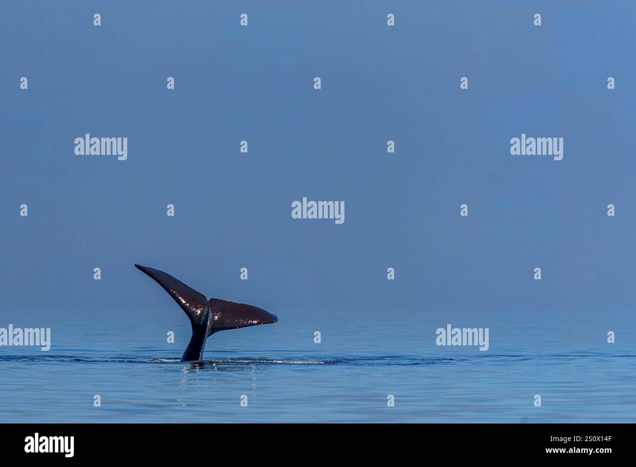 Humpback whale going for a deep dive showing its fluke on a foggy day ...