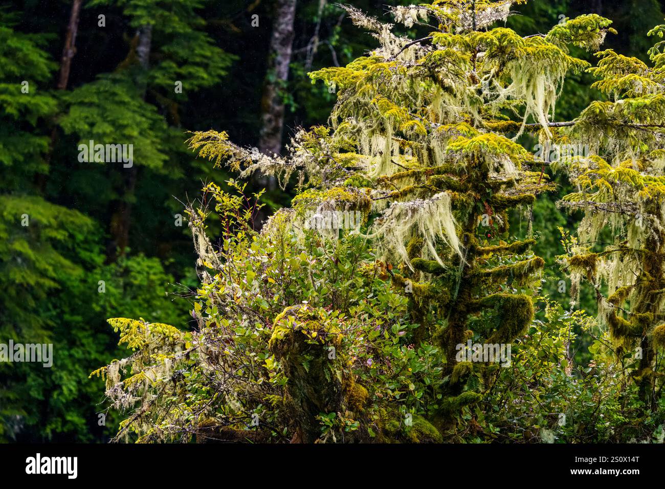 Rainforest in the Great Bear Rainforest, Thompson Sound, First Nations ...