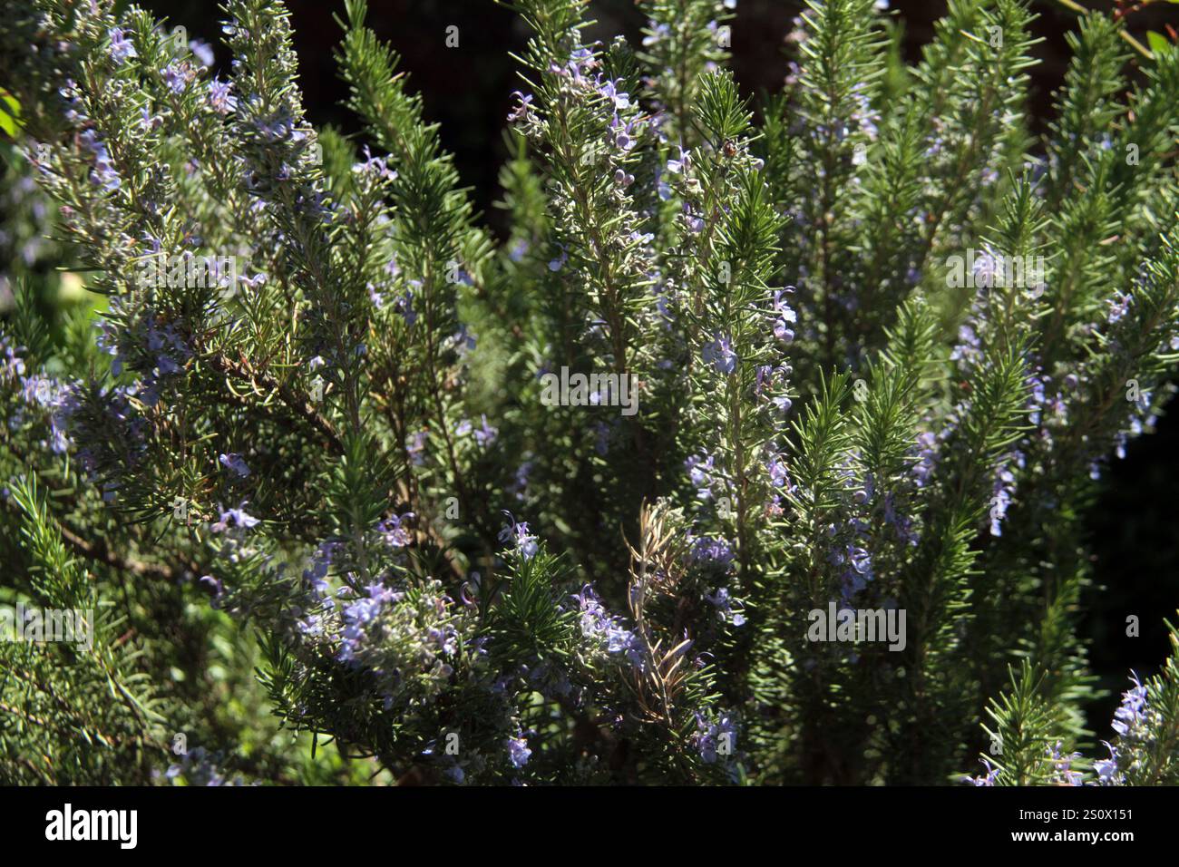 Rosemary plant in bloom spring hi-res stock photography and images - Alamy