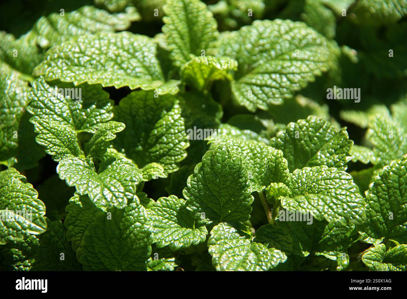 Close-up of a Lemon balm (Melissa officinalis) plant Stock Photo - Alamy