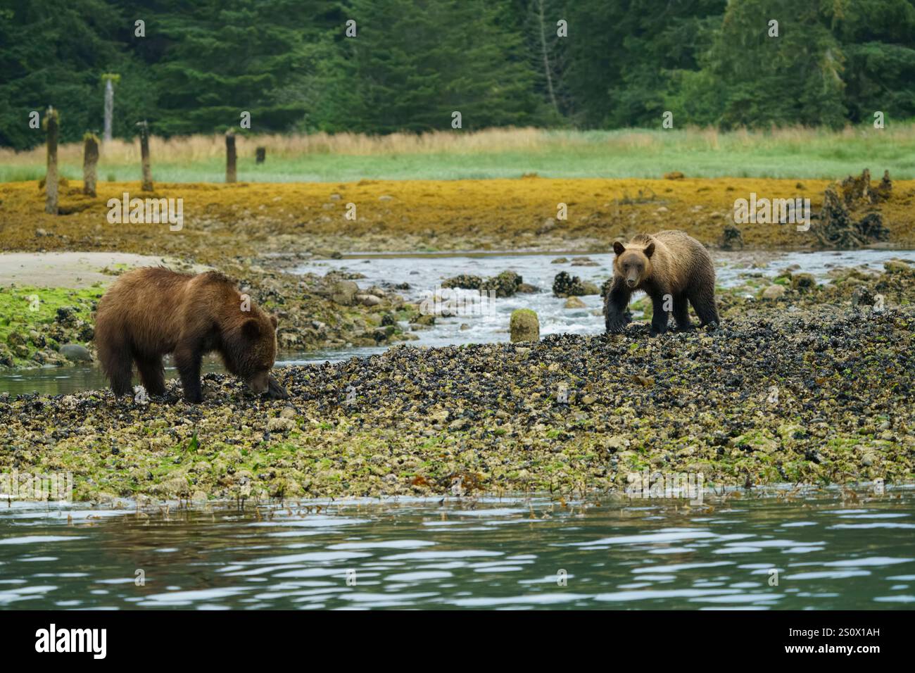 Grizzly bear searching for food along the Lull Bay Creek, Lull Bay ...