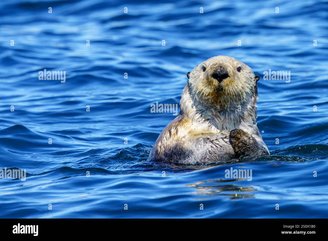 A white faced sea otter driving along in Johnstone Strait, First ...