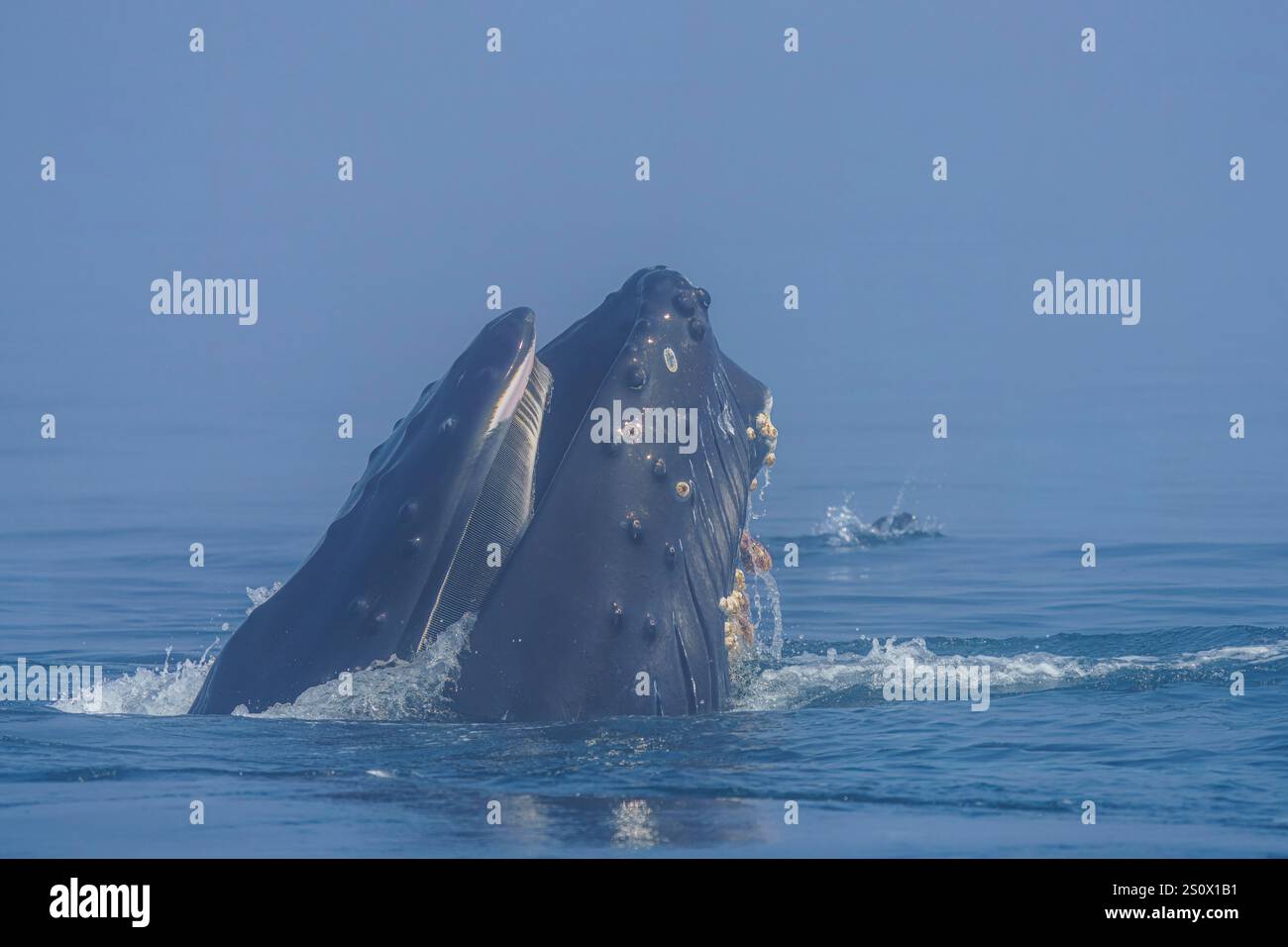 Humpback whale lunge feeding in the fog off Blackfish Sound, First ...