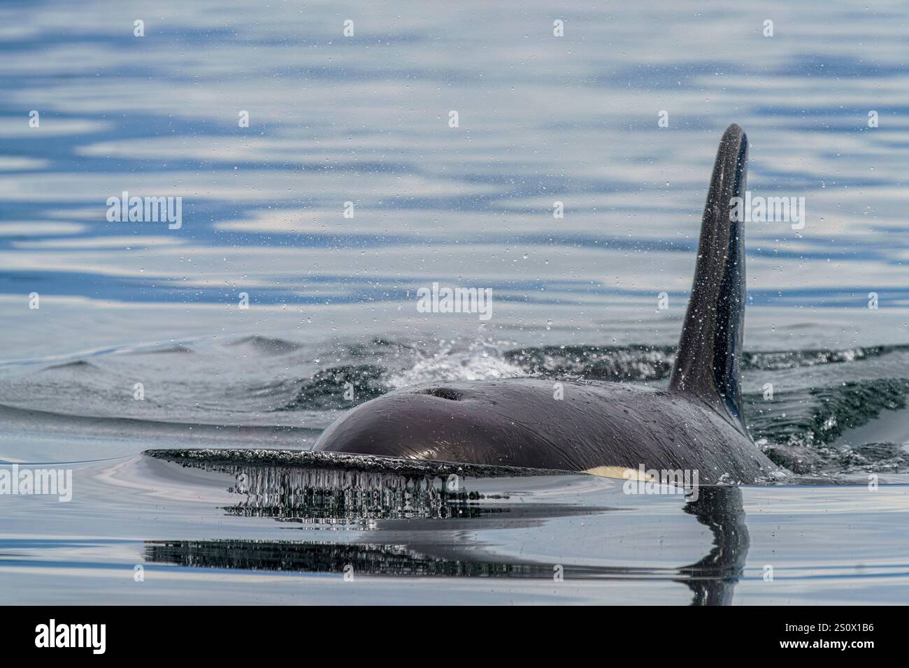 Northern resident killer whale (Orcinus orca) surfacing on a calm day ...