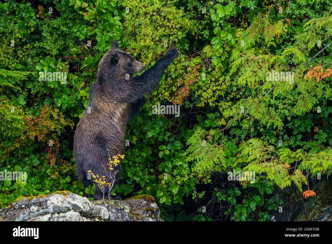 Grizzly bear reaching out to feed on Salal Berries along the shoreline ...