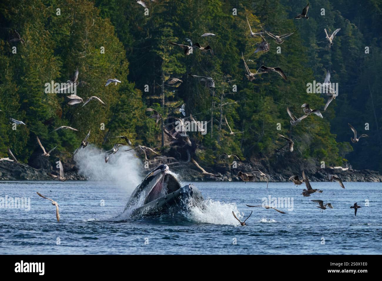 Humpback whale lunge feeding in cooperation with birds in Blackfish ...