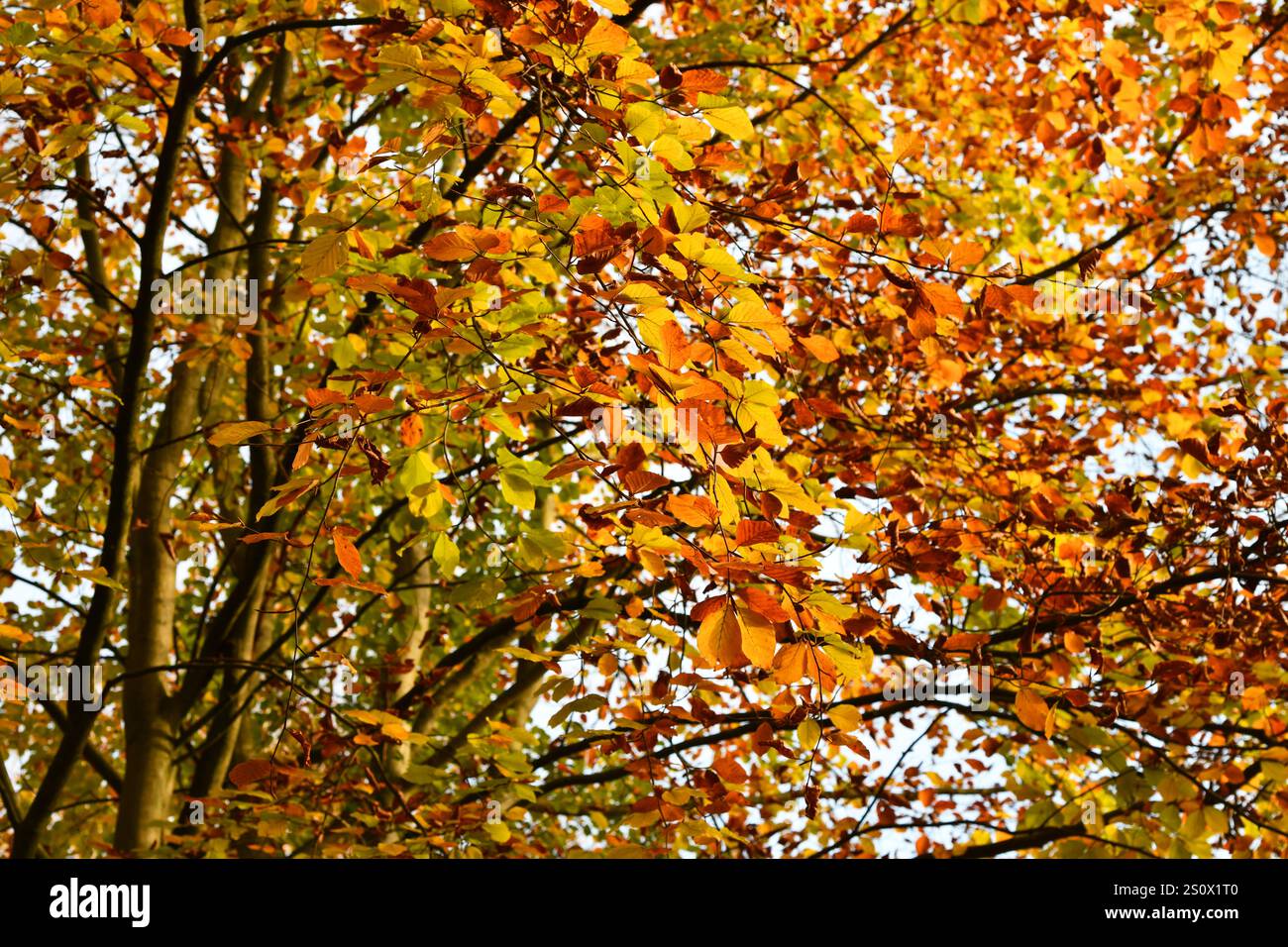 brightly colored foliage in November Stock Photo - Alamy