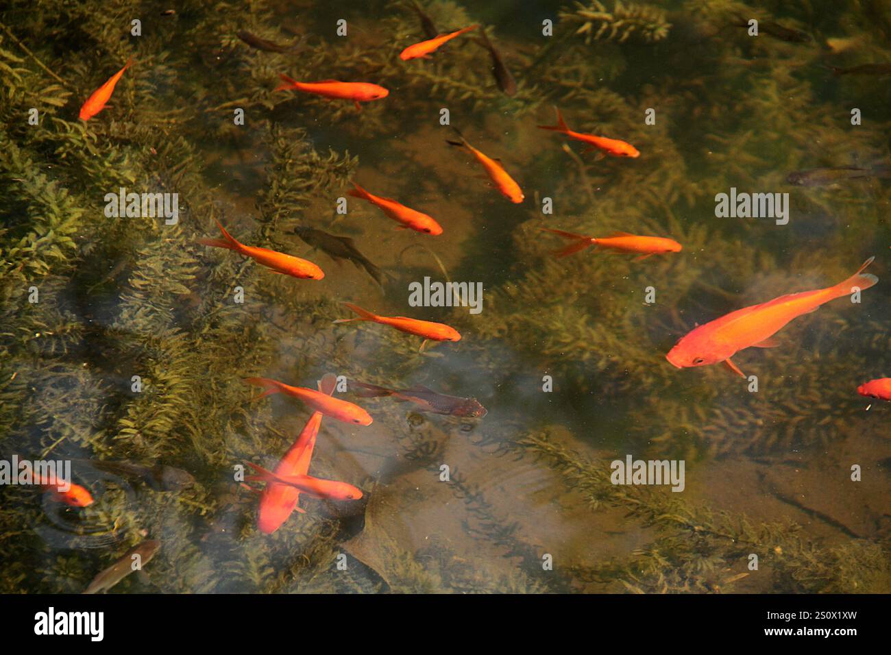 Many different fish swim in hi-res stock photography and images - Alamy
