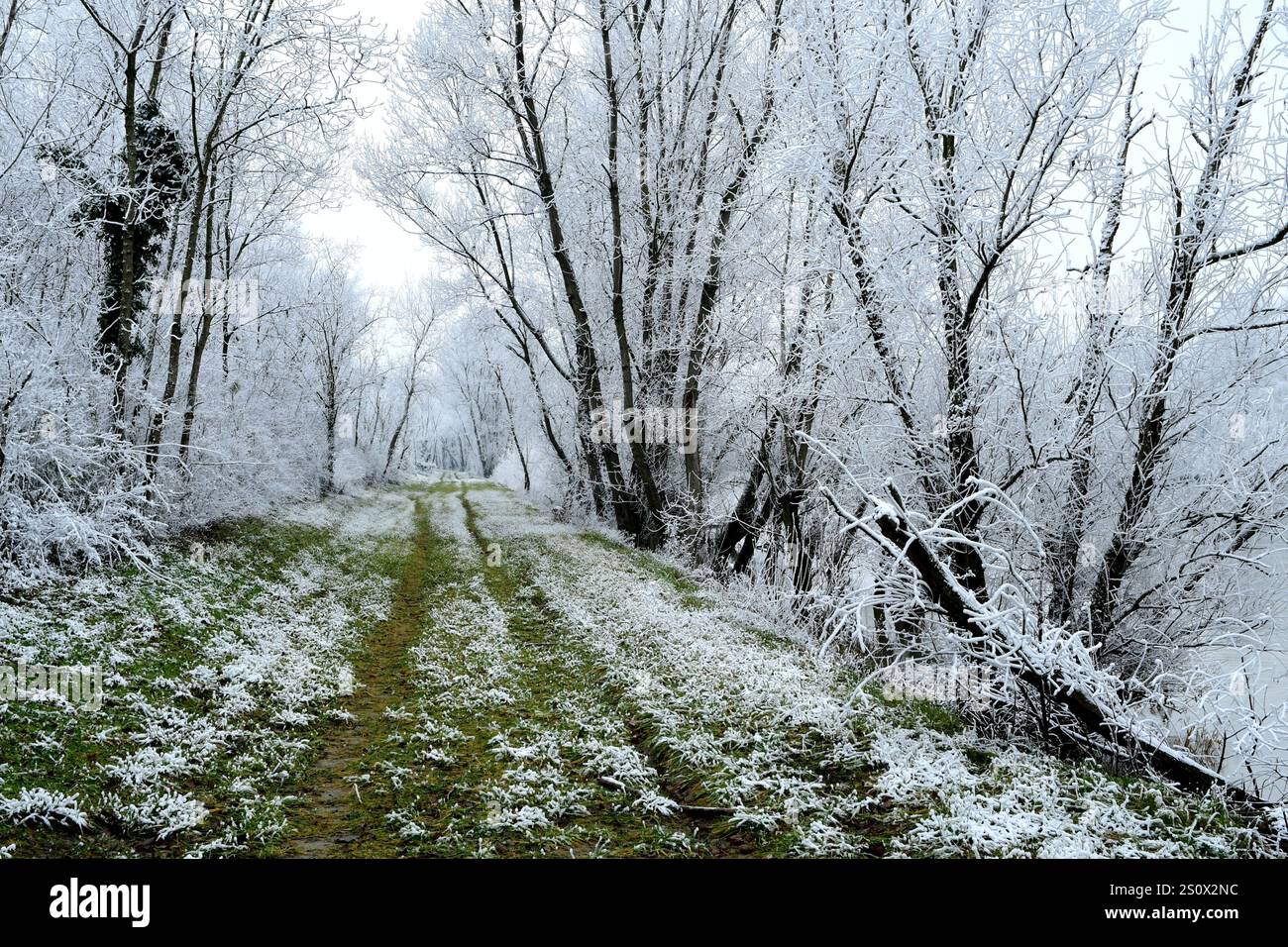Forests experienced extreme cold during the orange alert for air ...