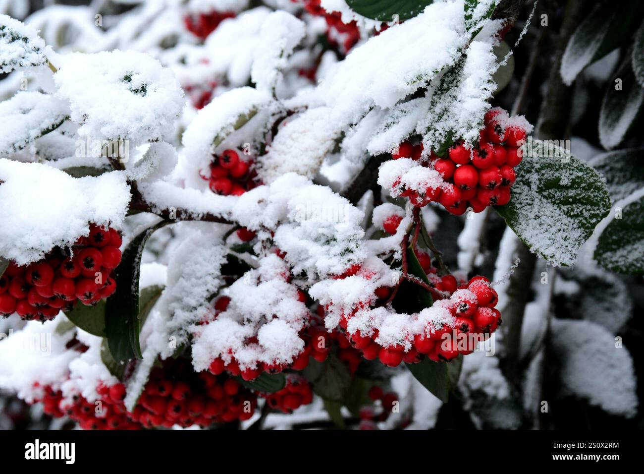 Red fruit berry frozen in extreme cold during the orange alert for air ...
