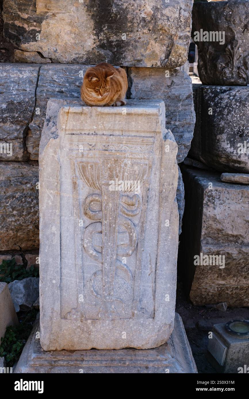 Turkey, Turkiye. Roman Ruins at Ephesus. Cat Resting on Caduceus Relief ...