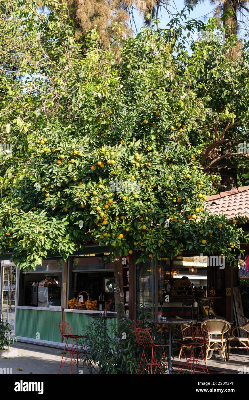 Selcuk, Turkey, Turkiye. Turunc Tree, a Bitter Orange Citrus Tree Stock ...
