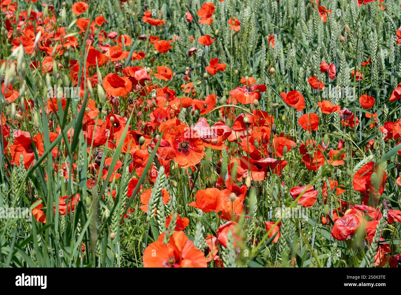 a field full of red poppy (Papaver rhoeas) also known as cord rose ...