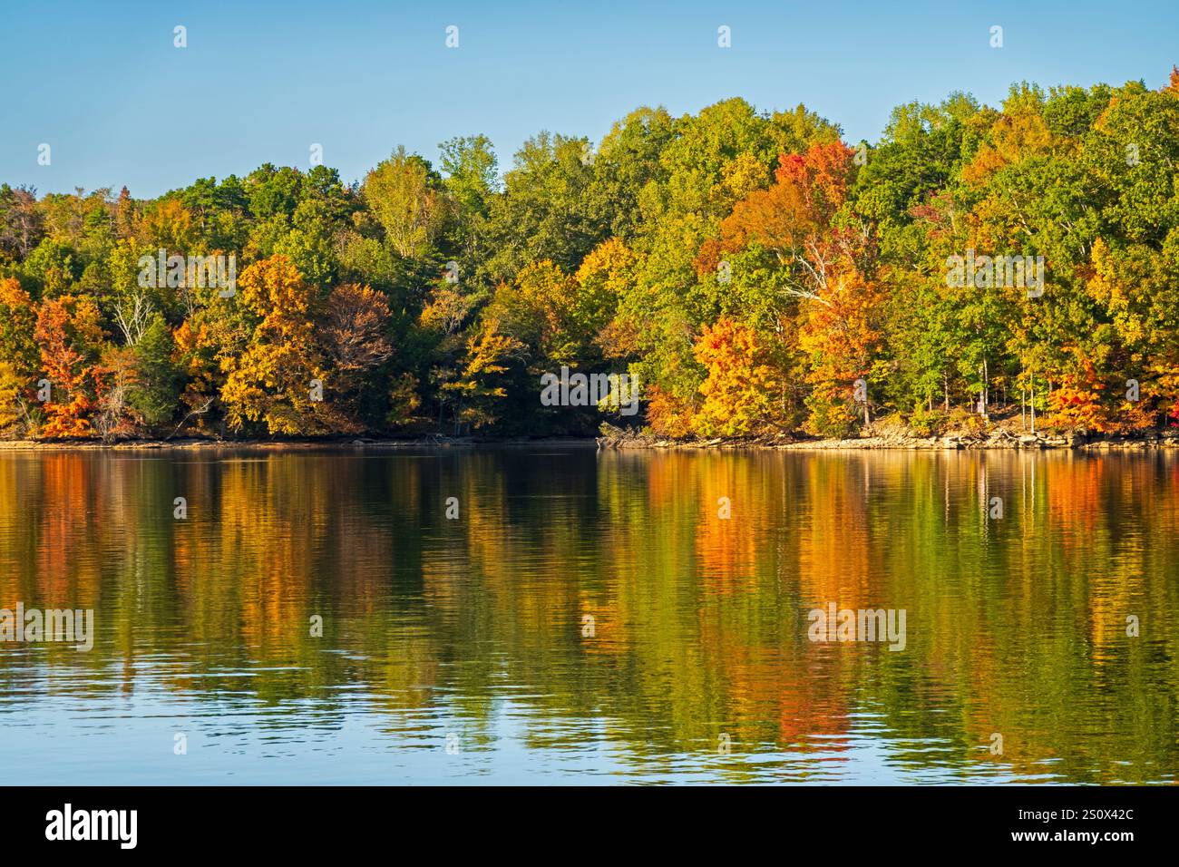Autumn colors at Joe Wheeler State Park, Alabama. Brilliant reds, golds, and greens are ...