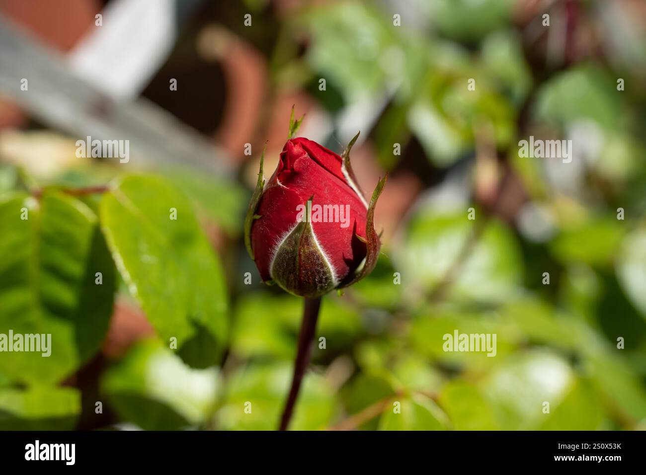 close-up of a beautiful early bloom red garden rose (Rosa rubiginosa ...