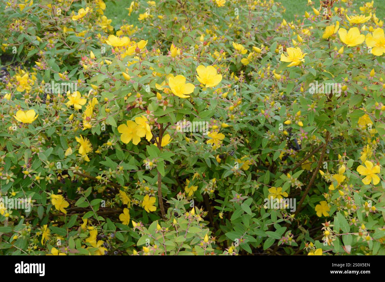 Hypericum lancasteri Lancasterian St John's Wort, endemic north and ...