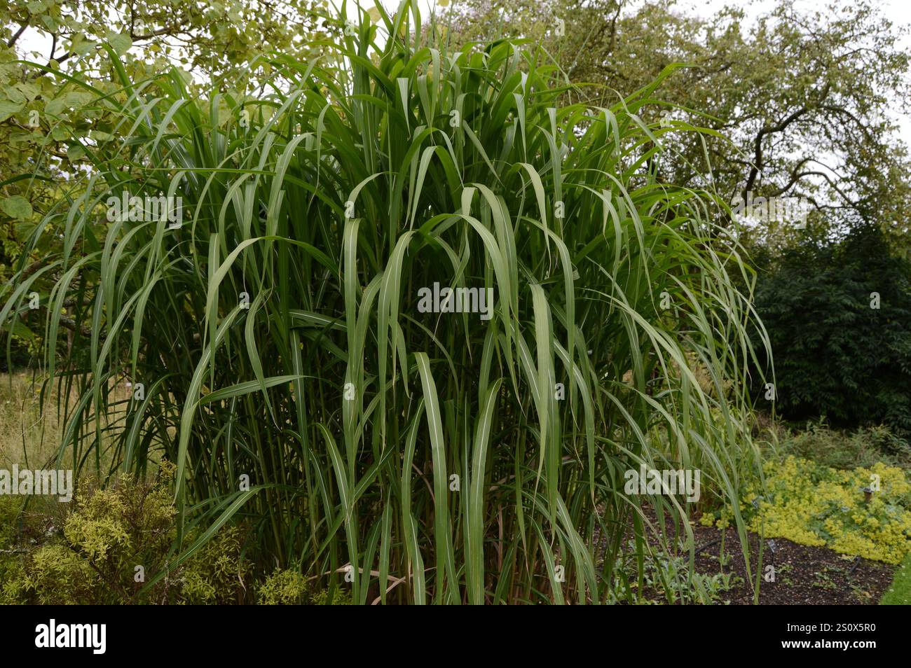 Miscanthus sacchariflorus, Amur ssilvergrass Stock Photo - Alamy